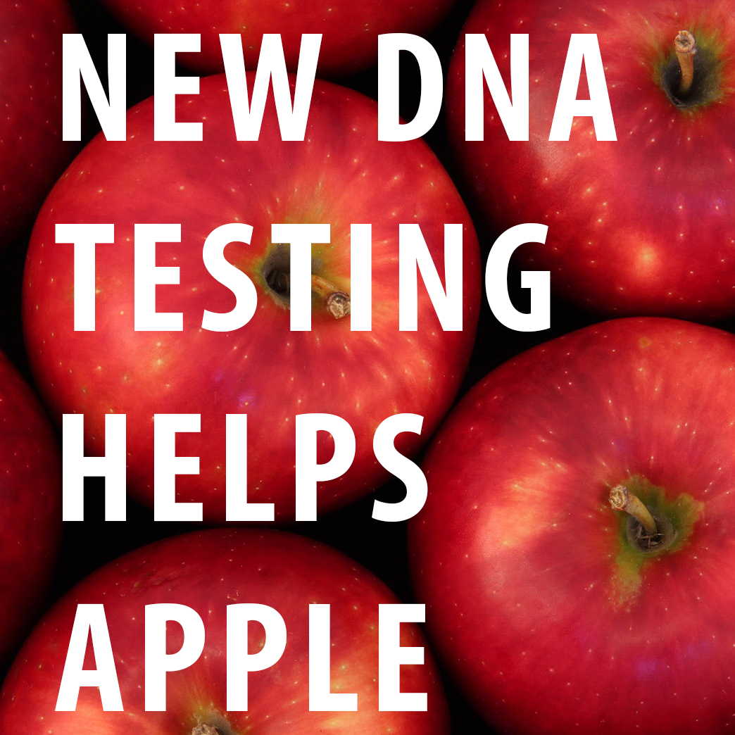 New DNA Testing Helps Apple Breeders Improve On Problematic Honeycrisp ...